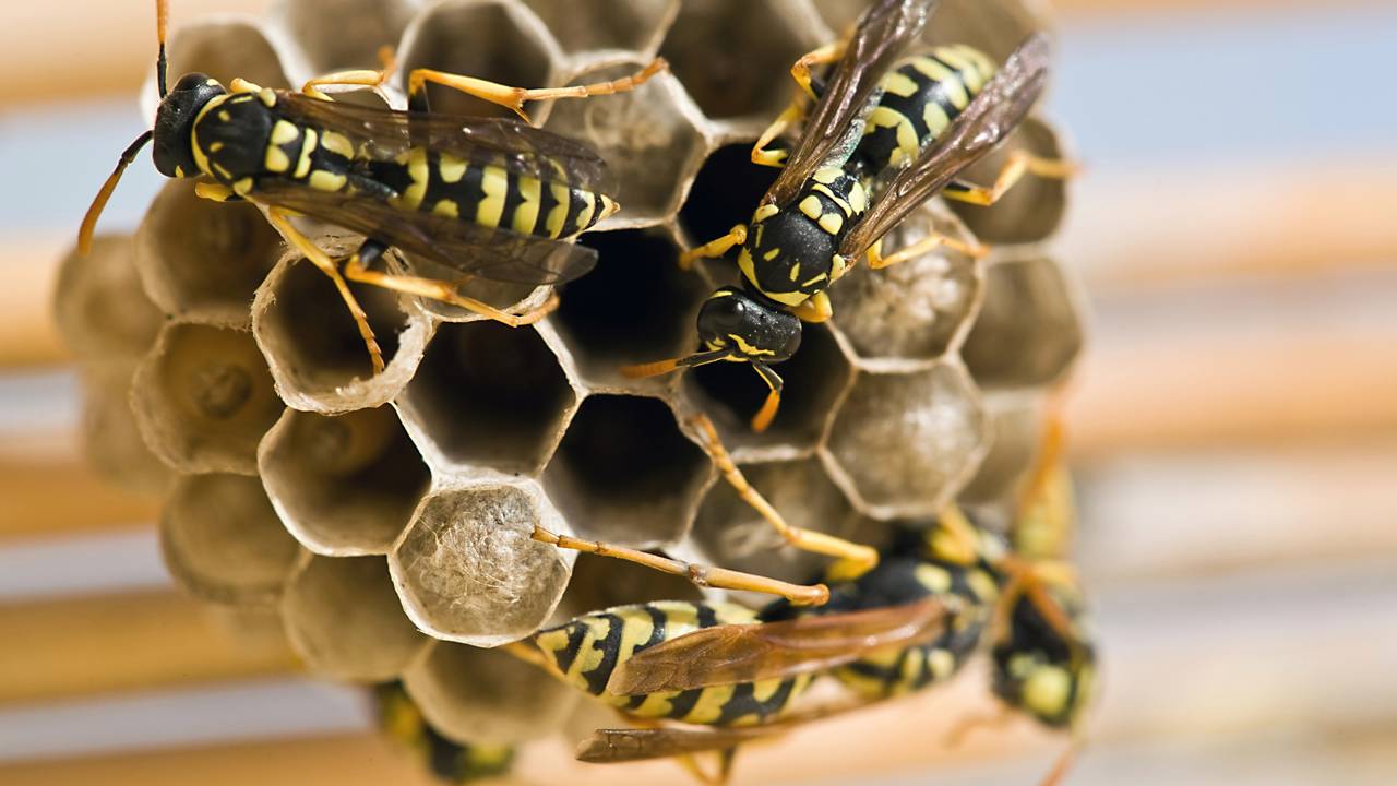 Maribondo ou marimbondo? a diferença que parece boba, mas expõe como ...